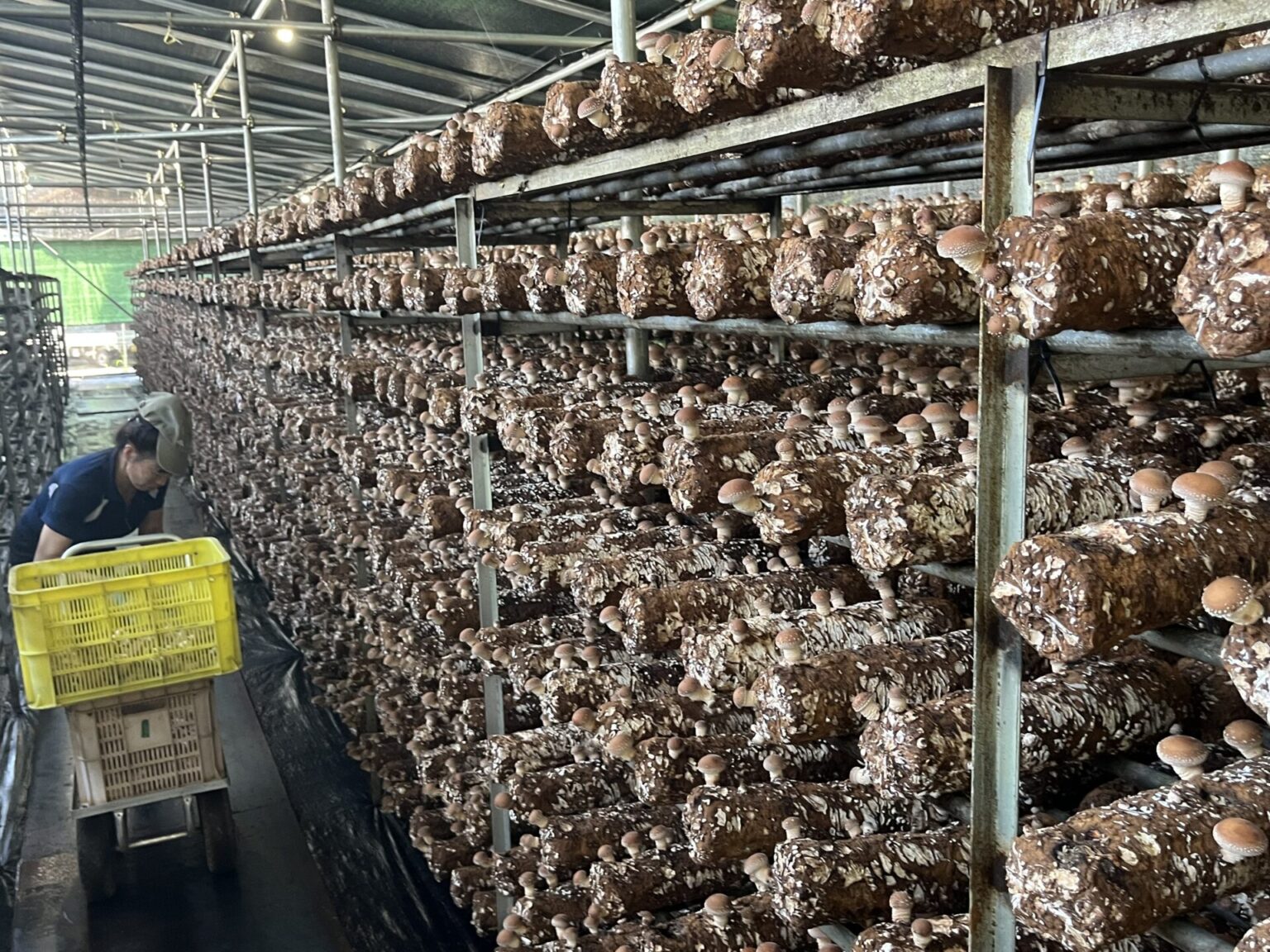 会社概要 - 株式会社Future LABO